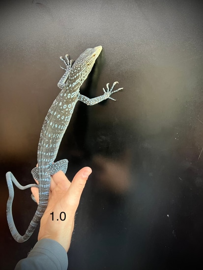 Pair Of Blue Tree Monitors by Florida Exotic Reptiles