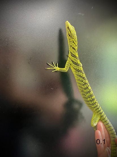Pair Of Yellow Tree Monitors by Florida Exotic Reptiles
