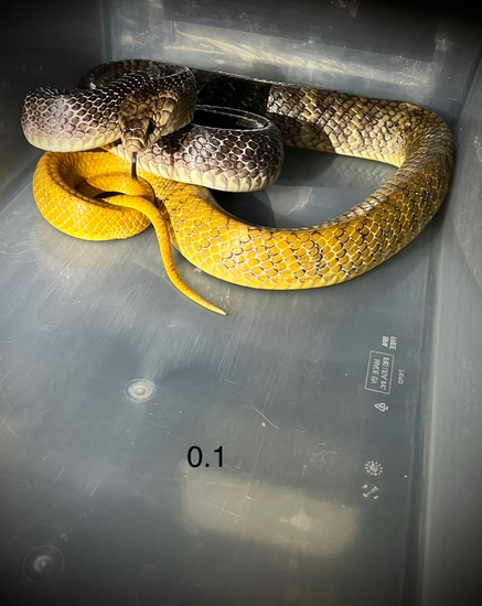 Adult Yellow Tailed Cribo Pair Cribo & Indigo Snakes by Florida Exotic ...