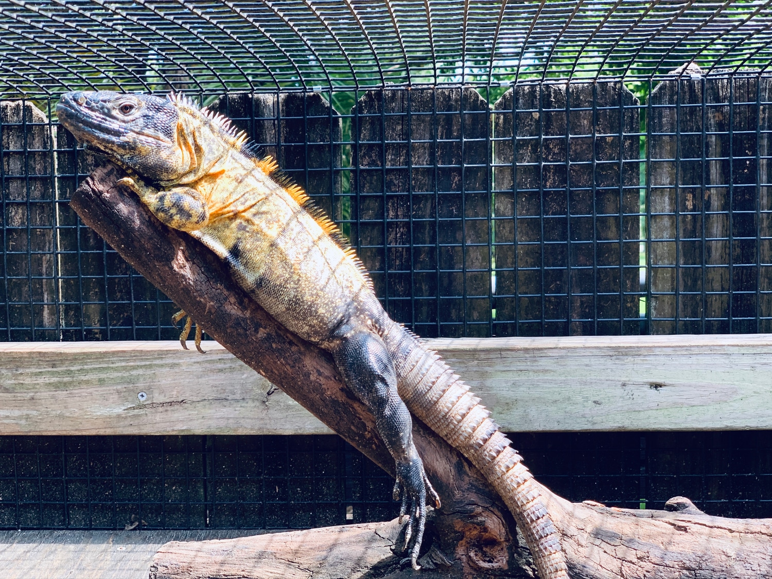 2022 Banana Pectinata Mexican Spiny Tail Iguanas. Tamest Of All Mexican ...
