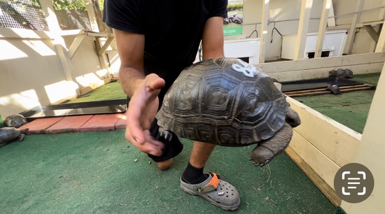 7 3/4 Fast Back Dome Tortoise Nice Domed Shell "Unique" From Mauritius ...