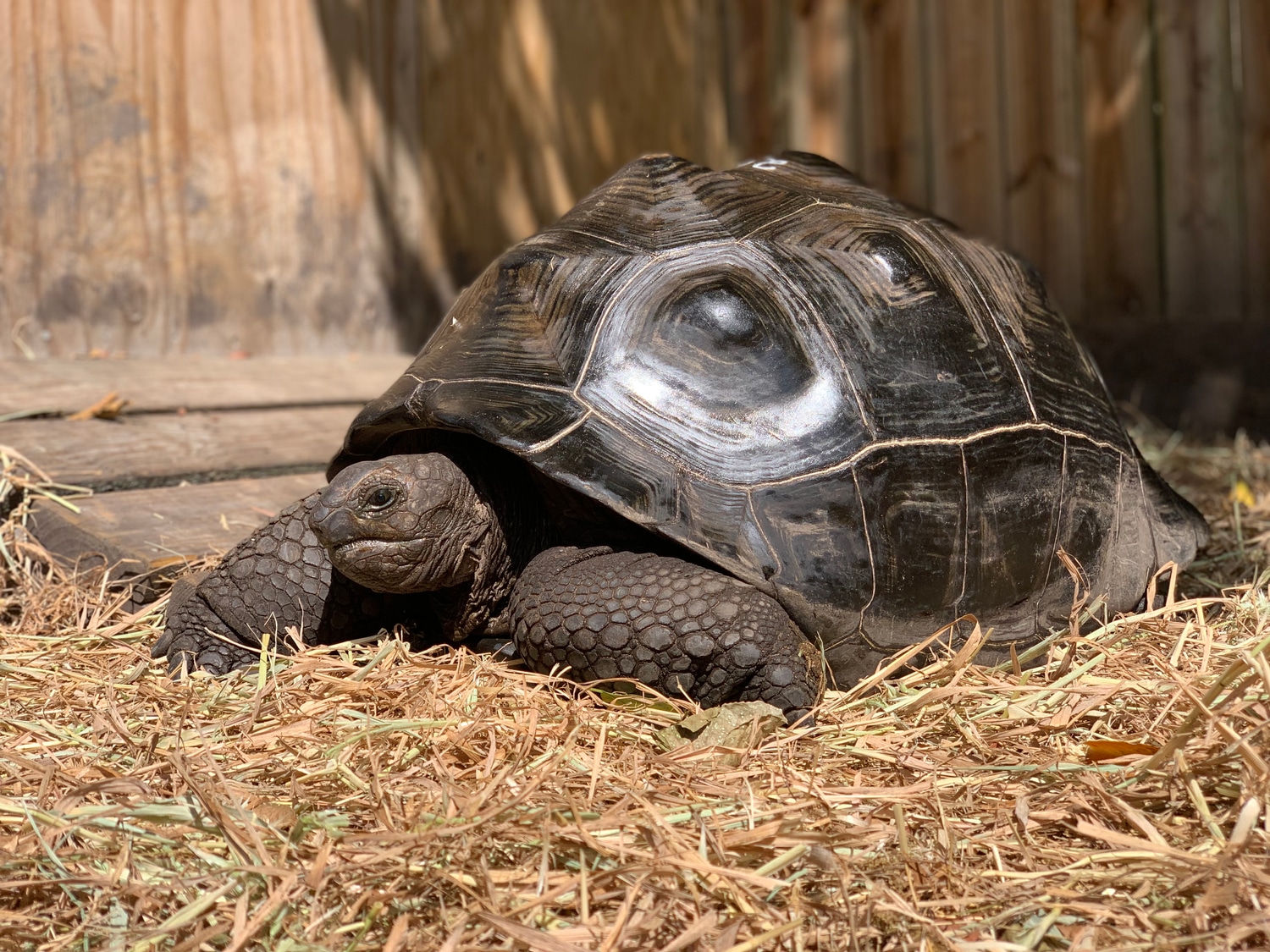 20 Years Old 29 Inch Aldabra Tortoise by Florida Iguana and Tortoise ...
