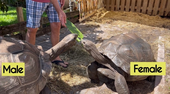 Large 18 Year Old Aldabra Pair Of Giant Tortoise. Male & Female Very Friendly Loving Life Need ...