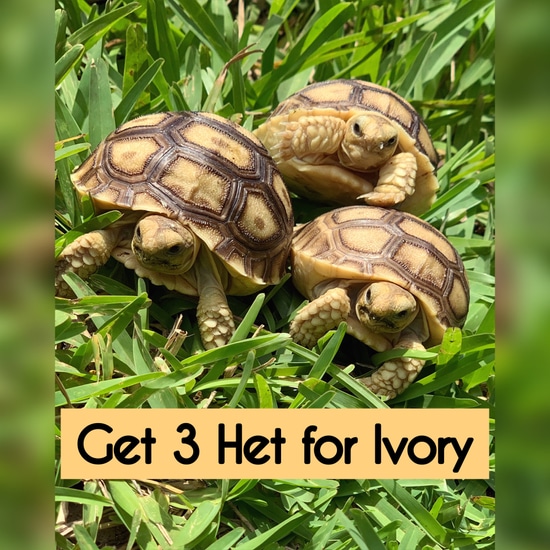 Group Of Three 100% Het For Ivory Sulcata Tortoises by Florida Iguana ...