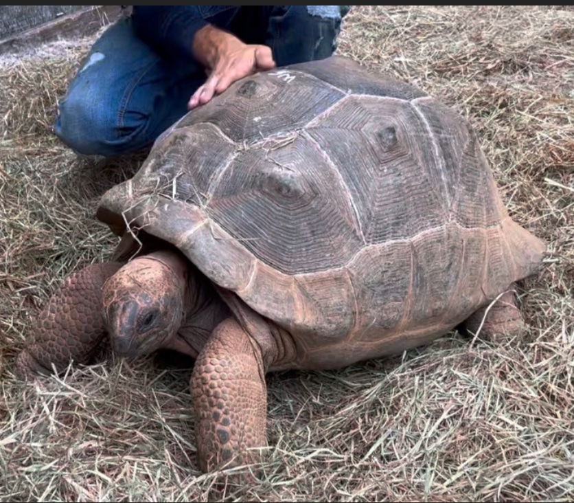 Adult Male Aldabra 25 Inches & Aldabra Female 27 Inch Aldabra Tortoises ...