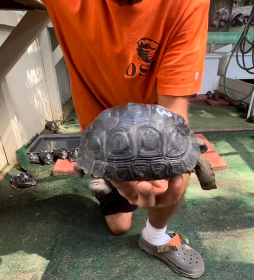 Perfect Aldabra Long Smooth Shell "Bus" (Exceptional) Christmas Sale ...