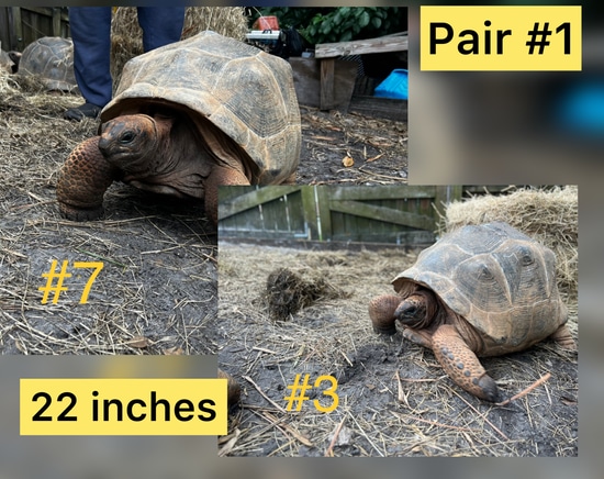Male And Female Aldabra Tortoise Pair, Super Friendly, Smooth Shells ...
