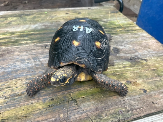 Giant Andrews Redfoot Tortoise For Sale 8 1/4 One Eye Blind Red-Footed ...