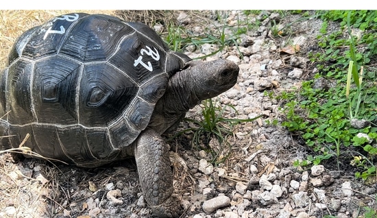 15 Inch Aldabra Tortoise, This One Is A Real Character by Florida ...