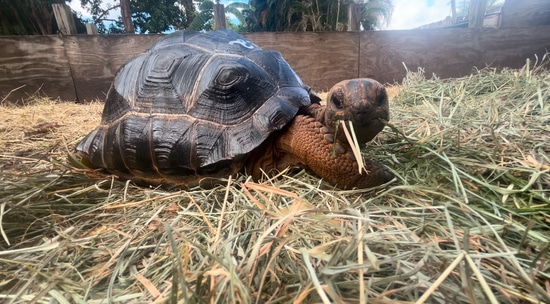 Aldabra Tortoise 15" Perfect Smooth Aldabra Tortoise, Friendly Not Shy ...