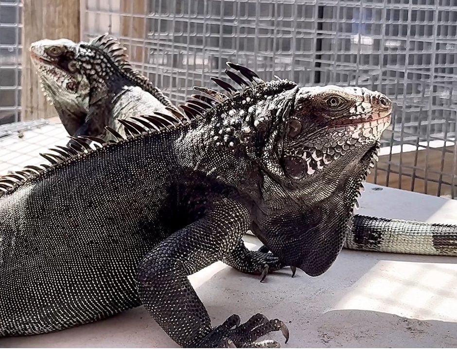 Rare Saba black iguana. The Black dragon (melanoderma iguana)