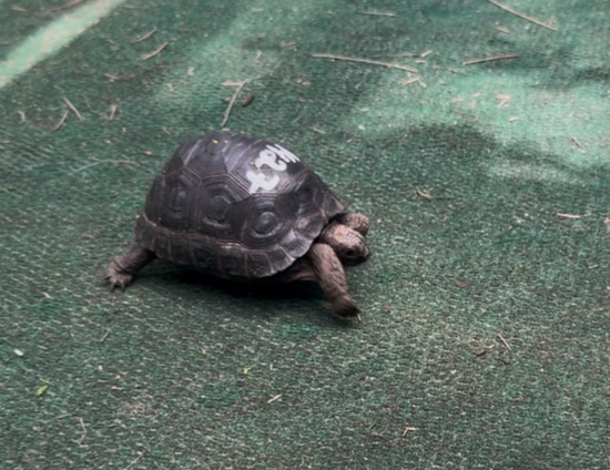 Aldabra Tortoise Nice Smooth Dome Shell Very Active 5 Inches by Florida ...