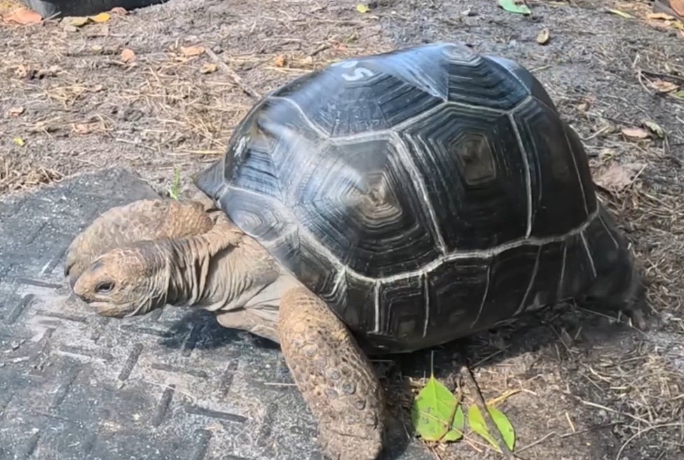 The Bus amazingly long tortoise Holdback 20 1/2 inches (Taking Offers)