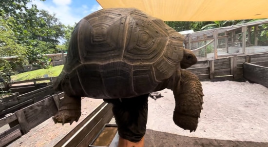 JP1 Beautiful 12 Inch Aldabra Tortoise High Dome, Fast-Back Shell ...