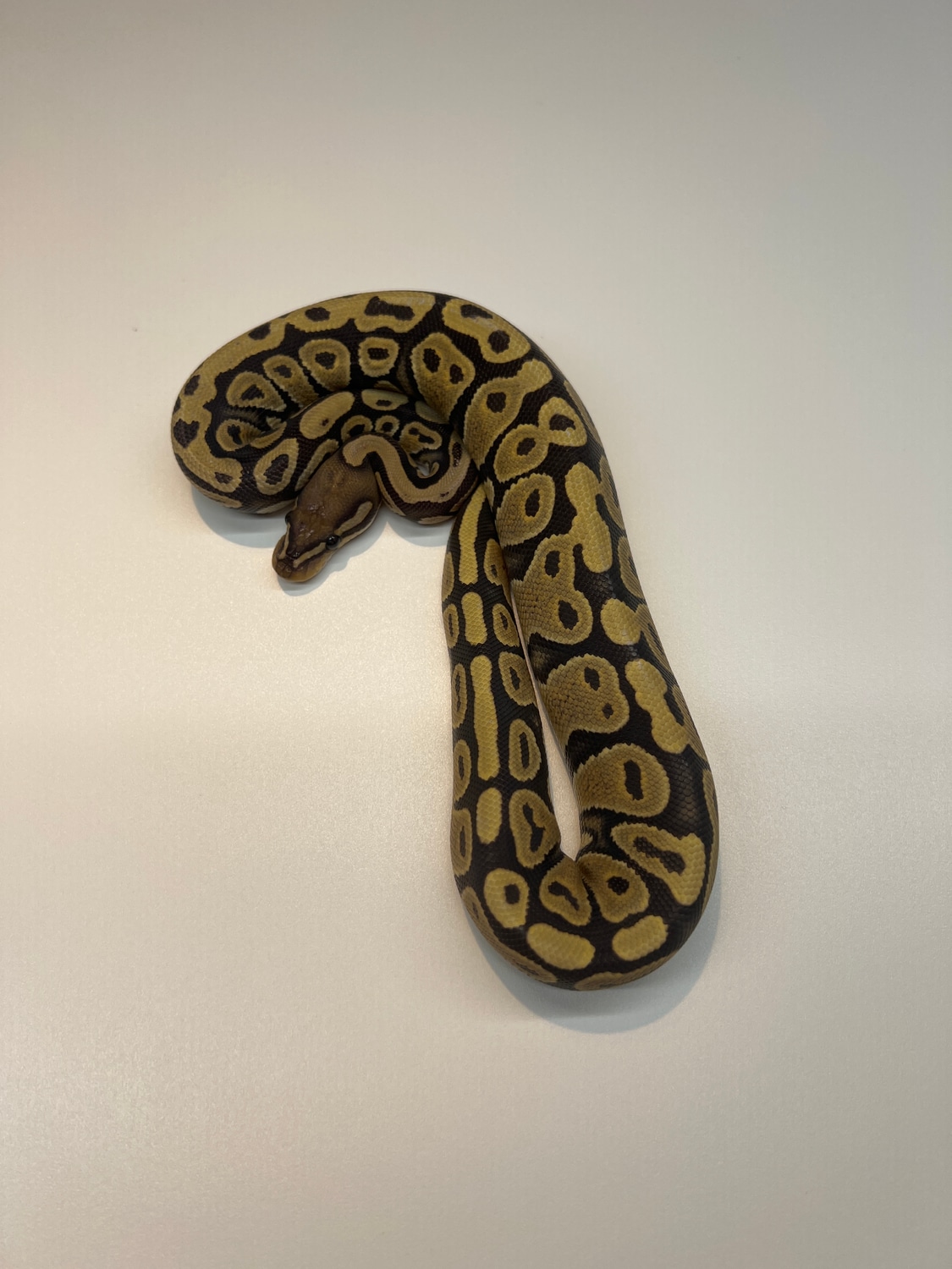 YB Hypo Ball Python by Florida Born Exotics - MorphMarket