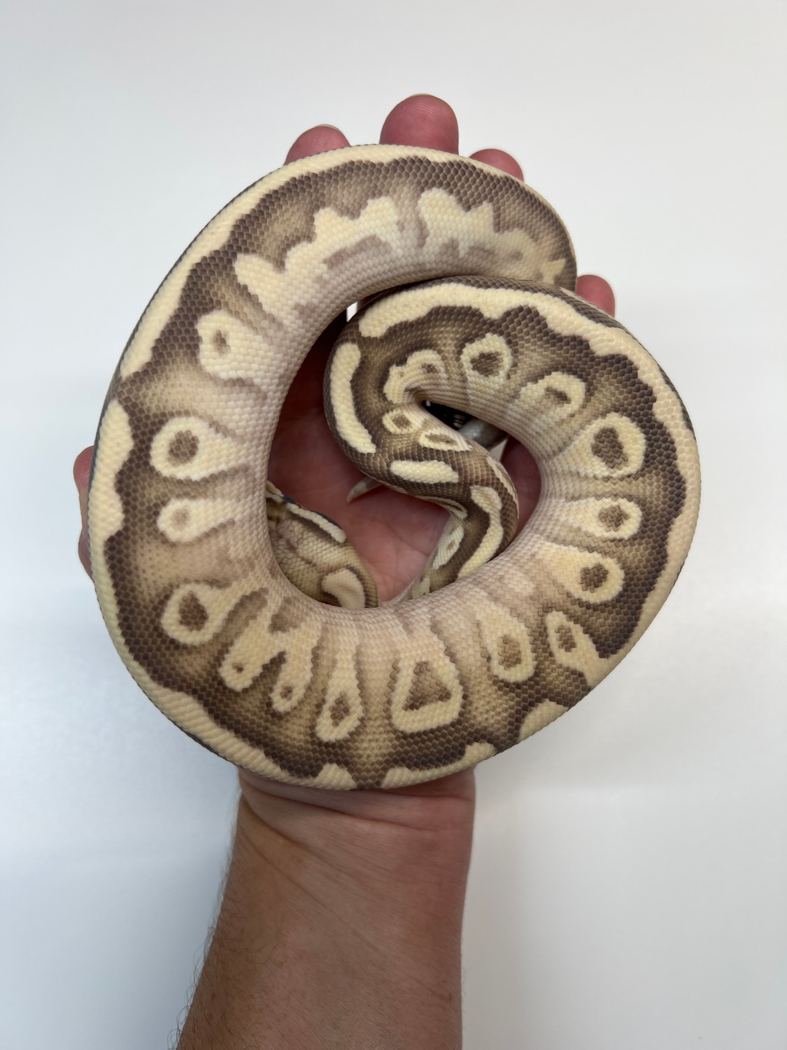 Firefly Lesser OD DH Hypo/Clown Ball Python by Florida Born Exotics ...