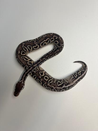 Pastel Cinnamon Specter/Yellowbelly Het Clown Ball Python by Florida ...