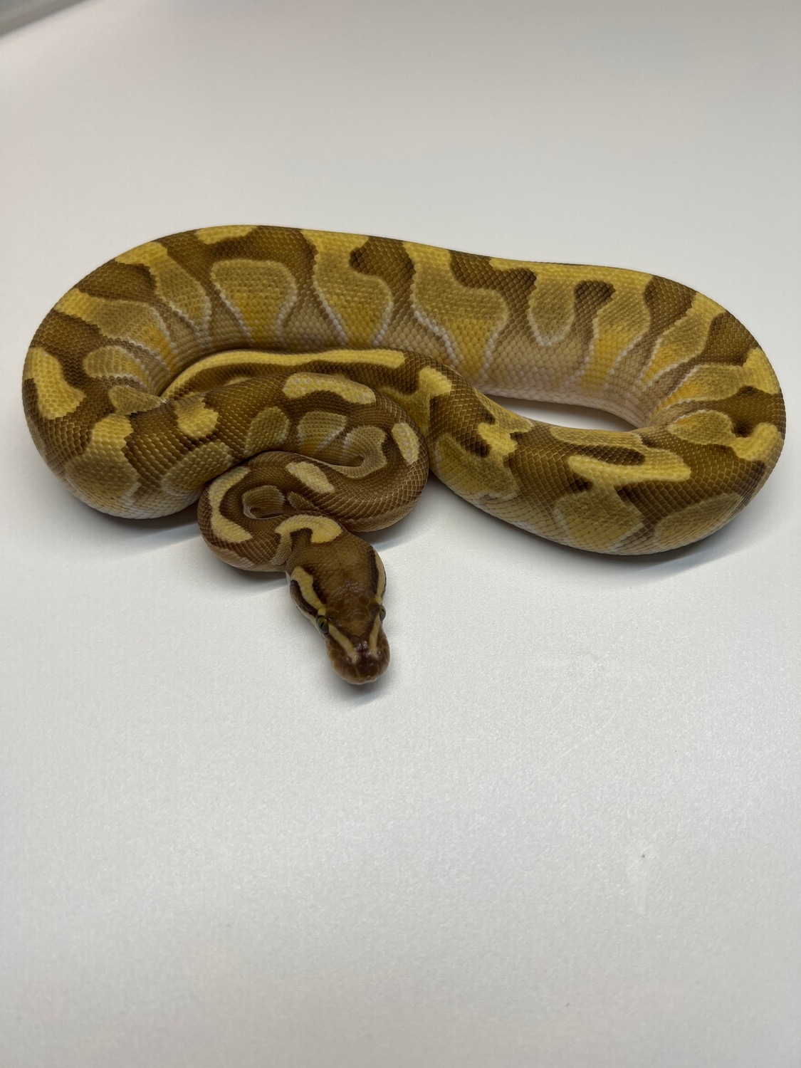 Orange Dream Enchi Lesser 66% DH Hypo Clown Ball Python by Florida Born ...