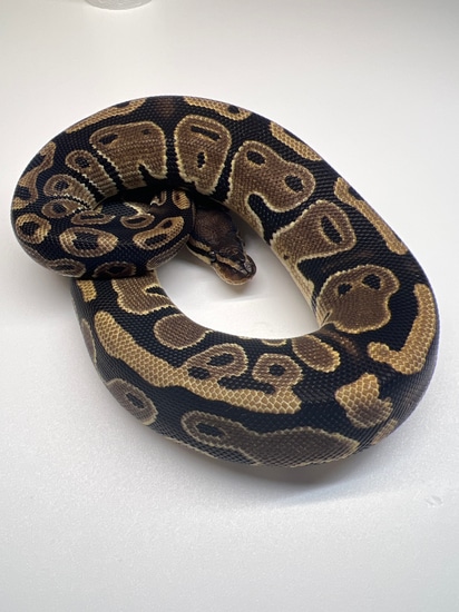 Poss Java DH Albino / Pied Ball Python by Florida Born Exotics