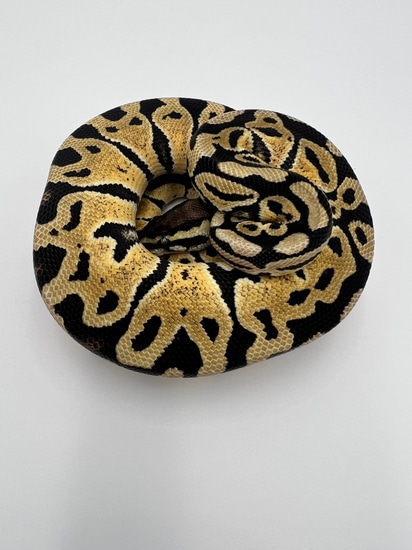 Pastel 50% Het Clown Ball Python by Florida Born Exotics
