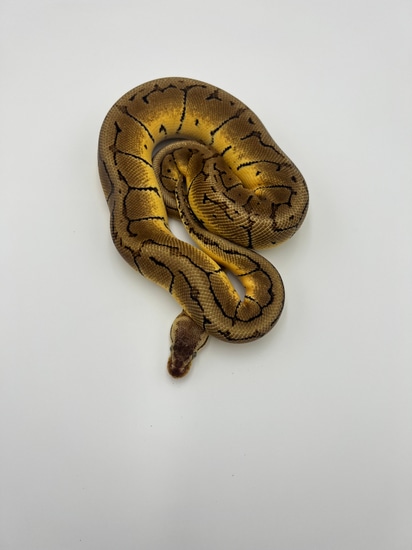 Lemonblast Ball Python by Florida Born Exotics