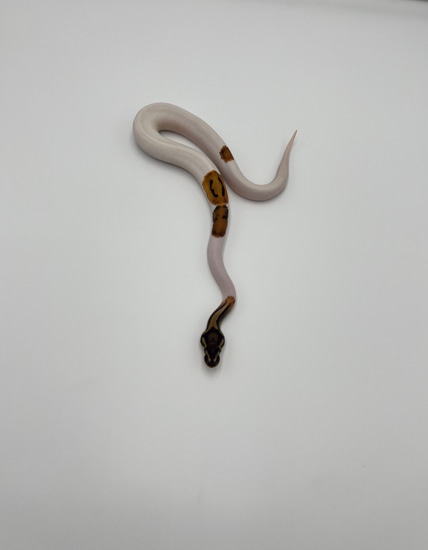 OD Leopard Pied Het Ultramel Poss. Het Hypo Ball Python by Florida Born Exotics