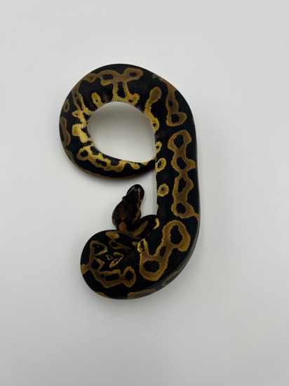 Leopard Het Pied 66% Het Clown Ball Python by Florida Born Exotics