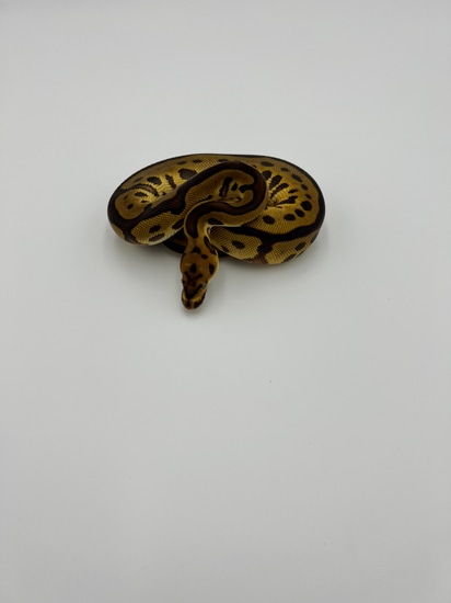 Leopard Clown Het Pied Ball Python by Florida Born Exotics