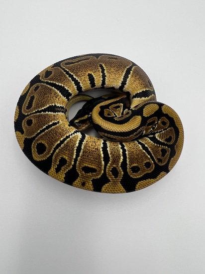 50% Het Pied Ball Python by Florida Born Exotics