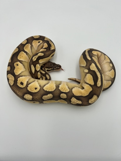 OD Pastel Lesser Ball Python by Florida Born Exotics