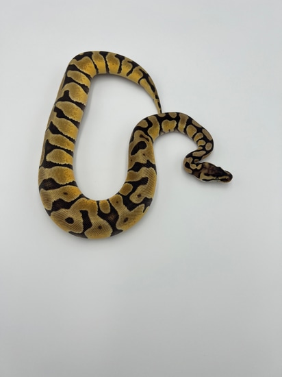 OD Enchi Pastel Het Hypo Ball Python by Florida Born Exotics
