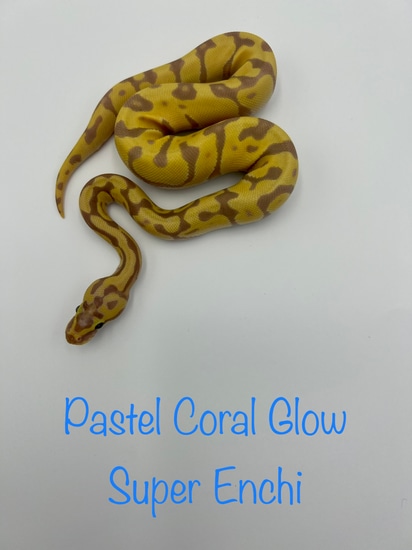 Pastel Coral Glow Super Enchi Ball Python by Florida Born Exotics