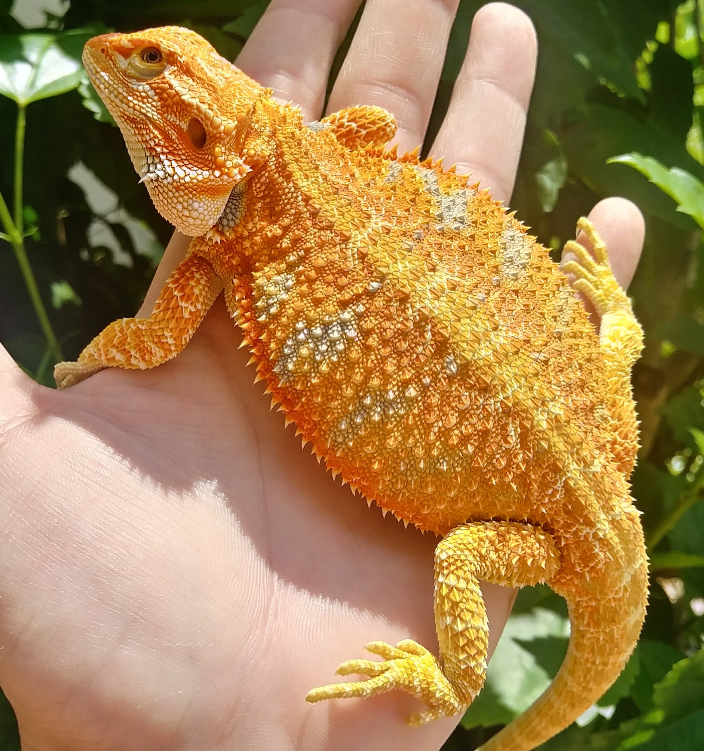 Bright Orange Hypo With Blue Central Bearded Dragon by Florida Grown ...