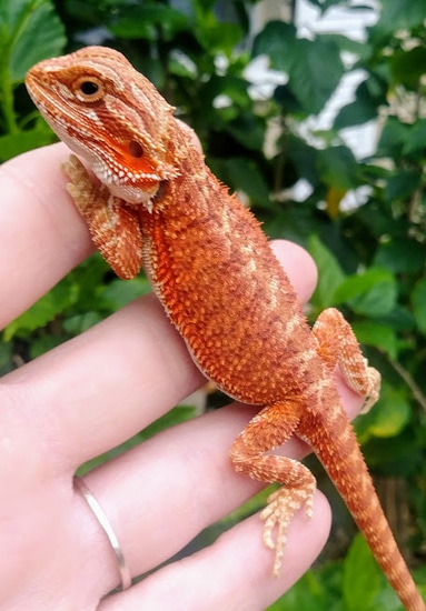 Bright HypoTrans Central Bearded Dragon by Florida Grown Reptiles