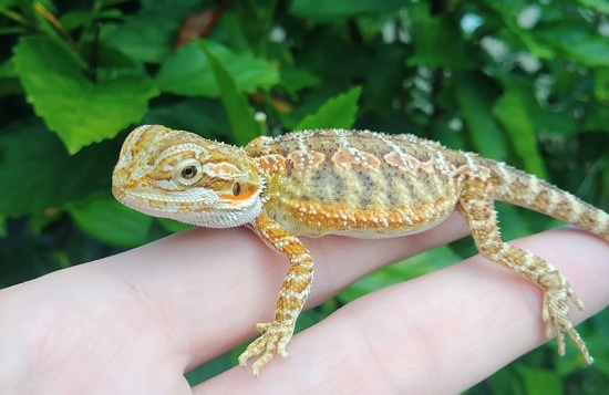 Male Het Hypo Het Trans 50% Het Witblits Central Bearded Dragon by ...
