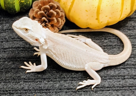 Leatherback Zero Central Bearded Dragon by Florida Grown Reptiles ...