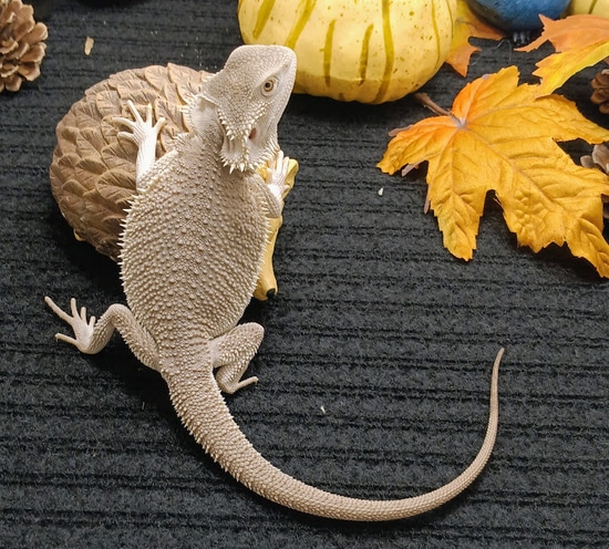 Zero Central Bearded Dragon by Florida Grown Reptiles