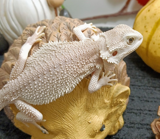 Zero Central Bearded Dragon by Florida Grown Reptiles