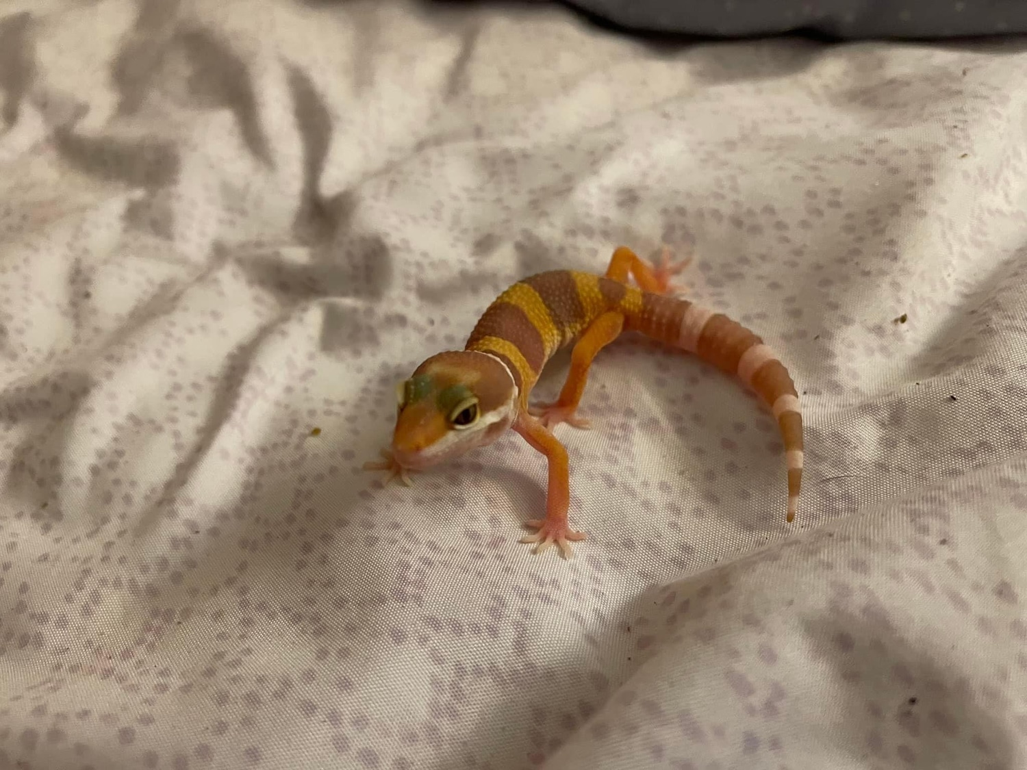 Giant Tremper/Tremper Snow Leopard Gecko by Floridaleopardgeckos ...