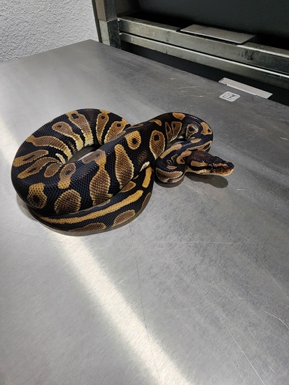 Chocolate Het Desert Ghost Ball Python by Florida Man Ball Pythons