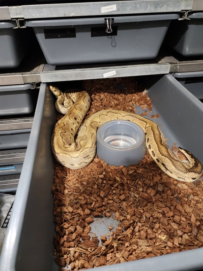 Collection Over 60 Animals Ball Python by Florida Man Ball Pythons