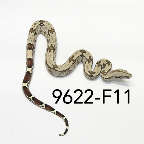 Florida Line True Red-Tailed Boa Constrictor by Florida Redtails LLC