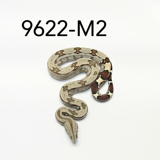 Florida Line True Red-Tailed Boa Constrictor by Brian Abrahamson ...