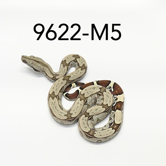 Florida Line True Red-Tailed Boa Constrictor by Florida Redtails LLC