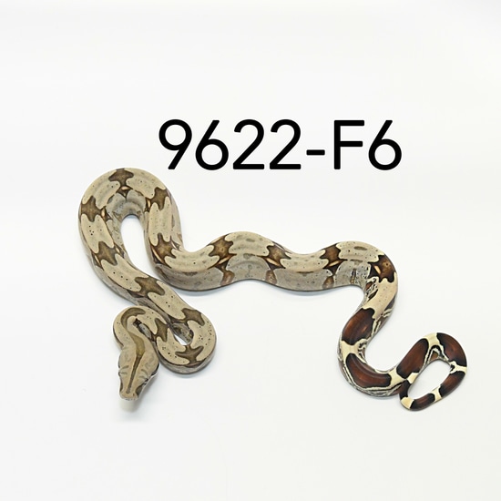 Florida Line True Red-Tailed Boa Constrictor by Florida Redtails LLC