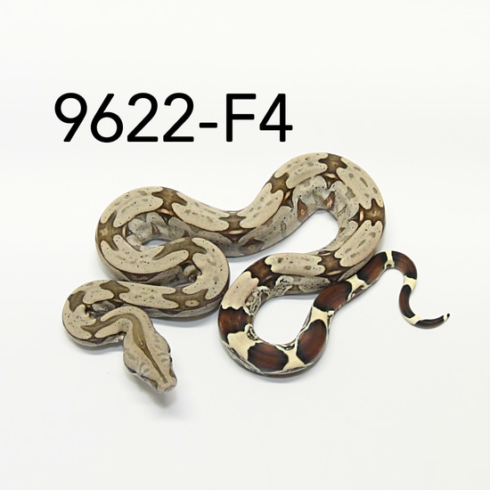 Florida Line True Red-Tailed Boa Constrictor by Brian Abrahamson ...
