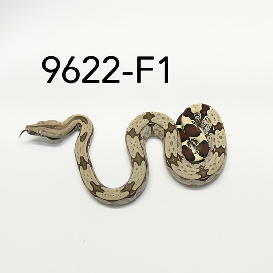 Florida Line True Red-Tailed Boa Constrictor by Florida Redtails LLC