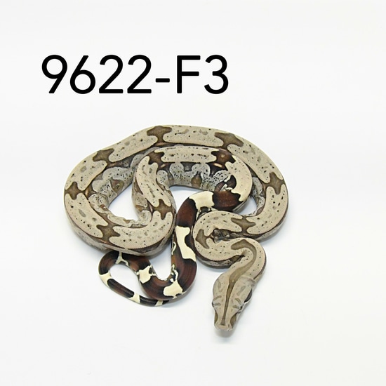 Florida Line True Red-Tailed Boa Constrictor by Florida Redtails LLC