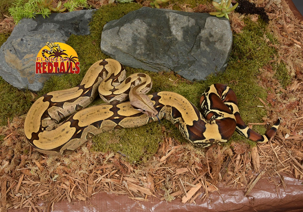 Tiramisu True Red-tailed Boa Constrictor by Brian Abrahamson Florida ...