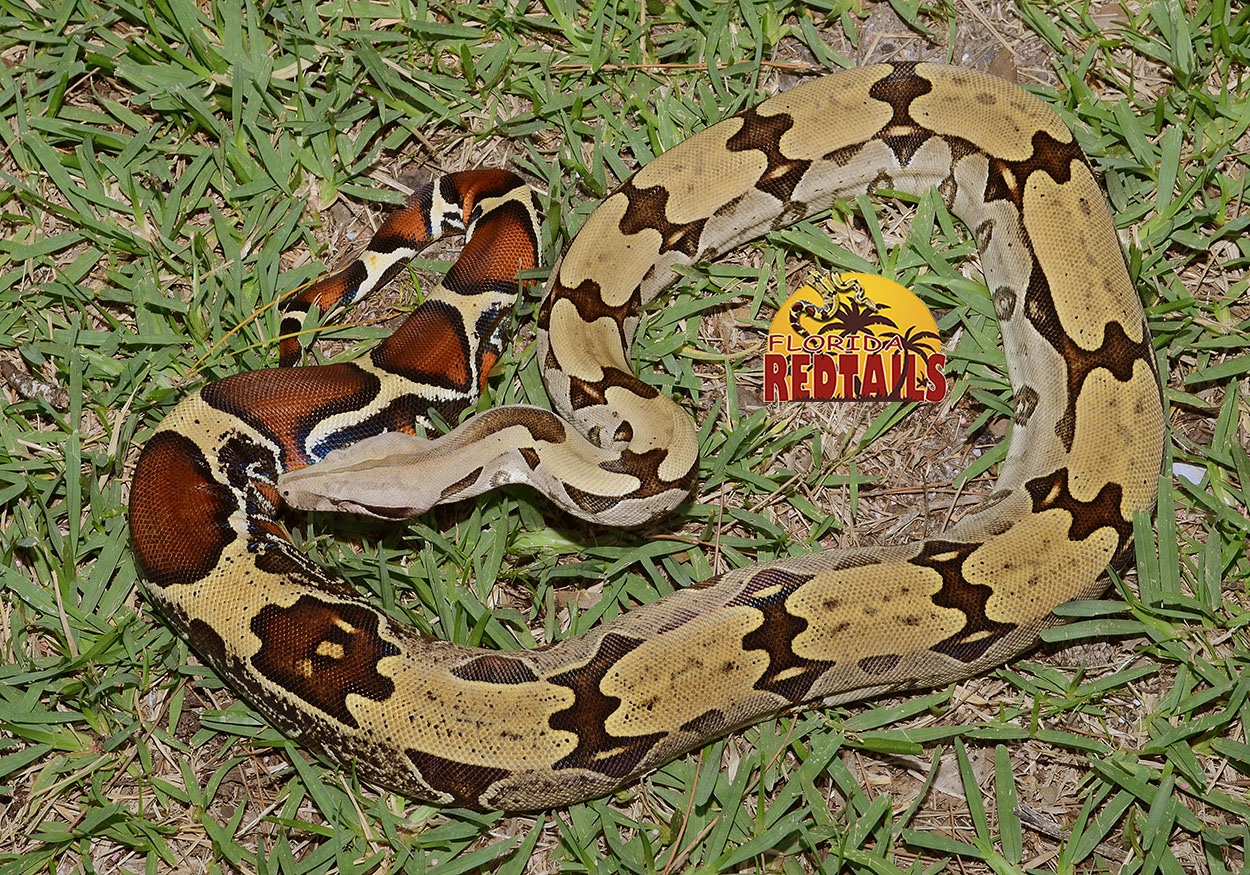 Valentina True Red-tailed Boa Constrictor by Brian Abrahamson Florida ...